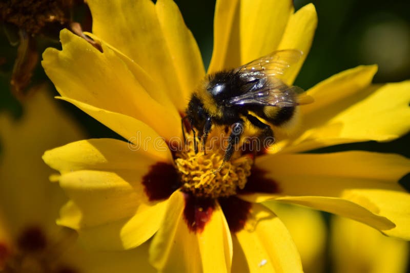 Honey Bee, Bee, Flower, Yellow Stock Photo - Image of invertebrate ...