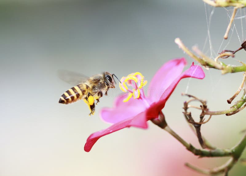 Honey Bee Fly Look for Their Eat Photo Stock Photo - Image of honey ...