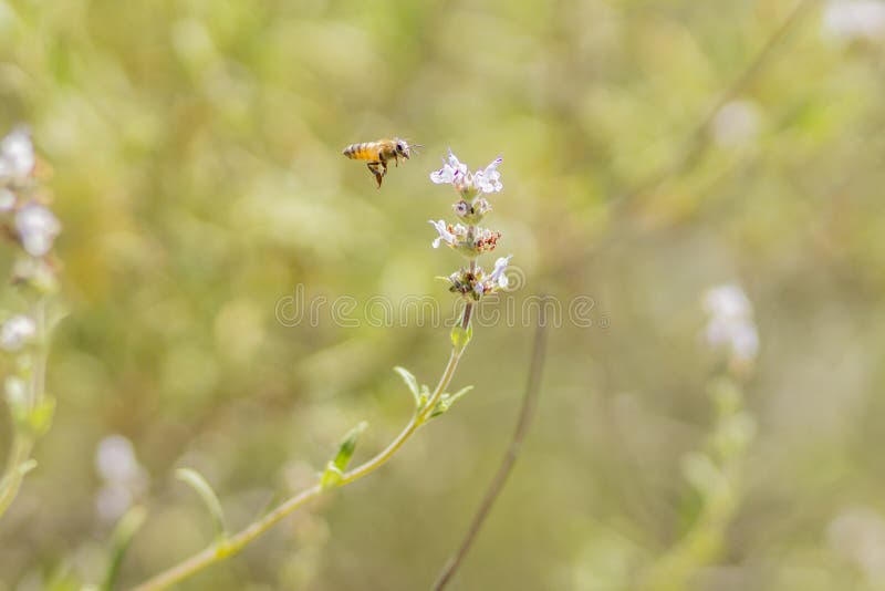 Honey bee hovering stock photo. Image of basil, flower - 100396196
