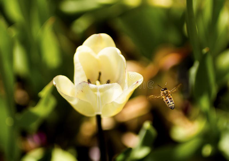 Flying bee and flower stock photo. Image of flight, outdoor - 3783322
