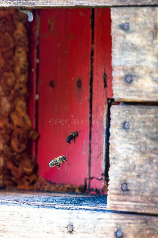 Honey Bee Is Flying In Front Of Bee Hive Detail Macro Of Useful Insect Stock Image Image Of