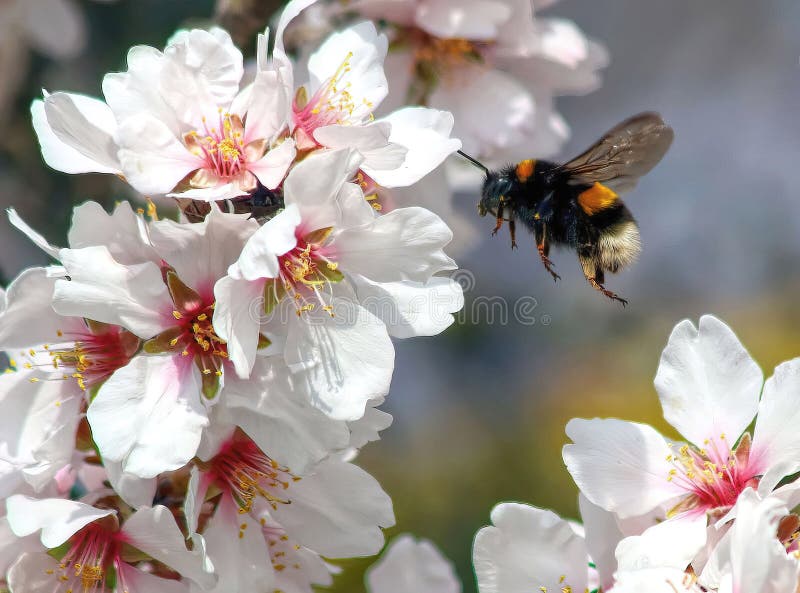 Honey Bee Flying in Front of a White Flower Bush in a Lush Garden Stock ...