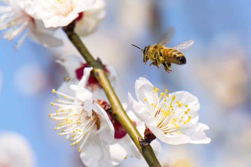 Honey bee flying stock image. Image of nectar, propolis - 67594055