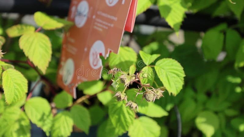 Bee Pollinating Raspberry Plant in Slow Motion during Summer Stock ...