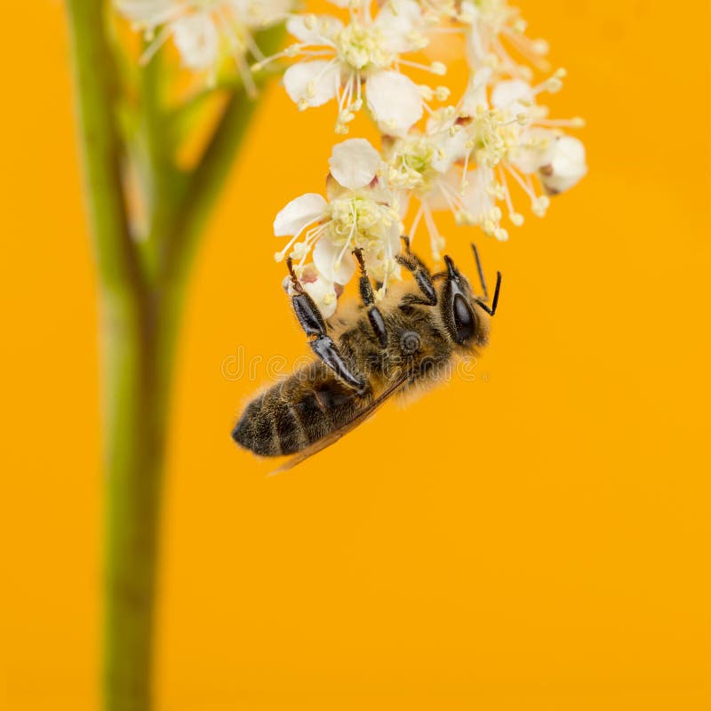 Honey Bee Foraging on a Lavander in Front of an Orange Backgroun Stock ...