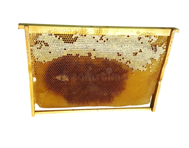 Honey bee frame stock image. Image of hexagon, comb - 111992609