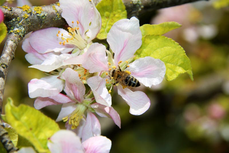 The Honey Bee Gathers Nectar from the Flower of the Apple Tree. Bee ...