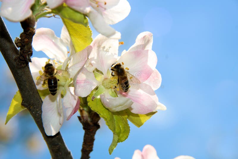 The Honey Bee Gathers Nectar from the Flower of the Apple Tree. Bee ...