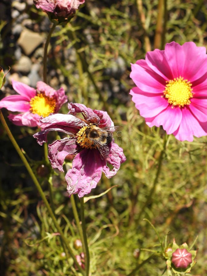 Honey Bee Gathers Nectar and Pollen during Fall Season in NYS Flower ...