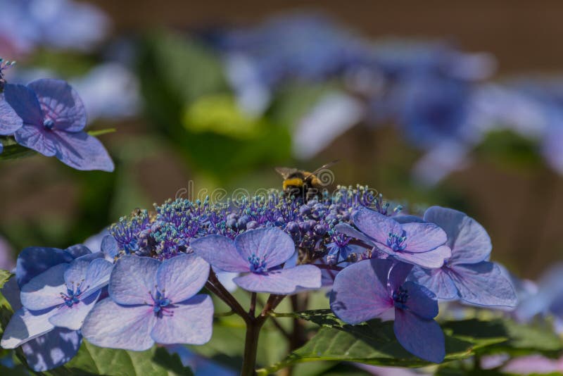 Bee on the Blossoming Hydrangea Flowers. Stock Image - Image of plant ...