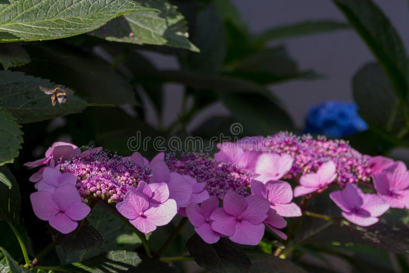 Bee on the Blossoming Hydrangea Flowers. Stock Photo - Image of pollen ...