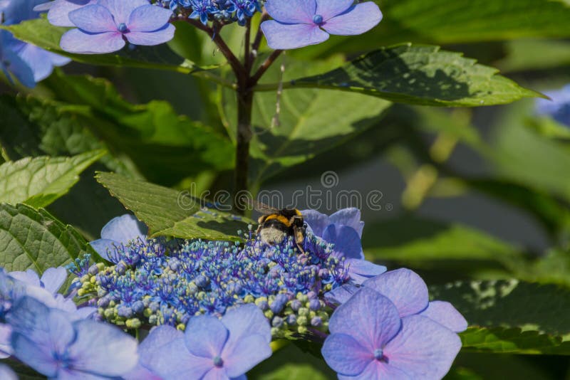 Bee on the Blossoming Hydrangea Flowers. Stock Image - Image of flower ...