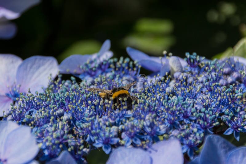 Bee on the Blossoming Hydrangea Flowers. Stock Photo - Image of leaves ...