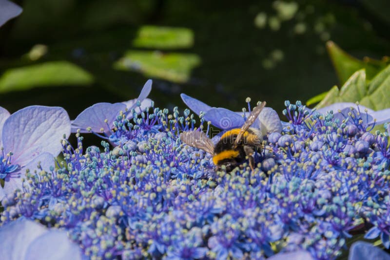 Bee on the Blossoming Hydrangea Flowers. Stock Photo - Image of beauty ...