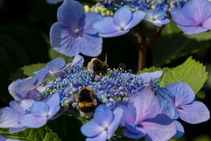 Bee on the Blossoming Hydrangea Flowers. Stock Image - Image of flora ...