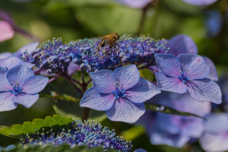Bee on the Blossoming Hydrangea Flowers. Stock Image - Image of vivid ...
