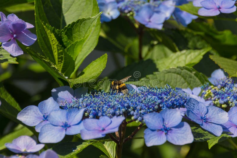 Bee on the Blossoming Hydrangea Flowers. Stock Image - Image of bouquet ...