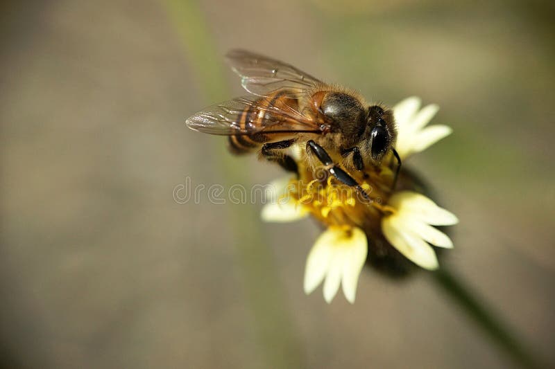 Honey Bee Get Food from Flower Stock Photo - Image of honey, flower ...