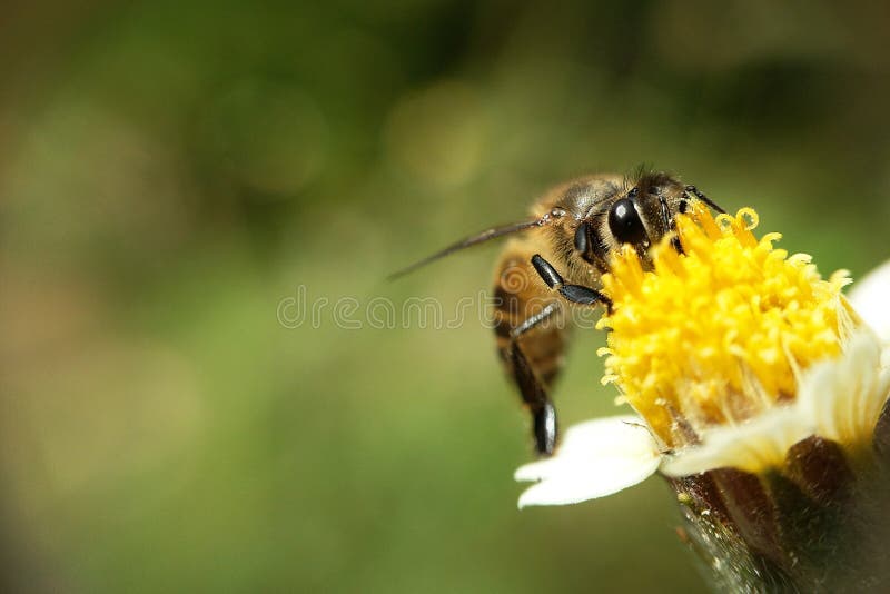 Honey Bee Get Food from Flower Stock Photo - Image of food, honey ...