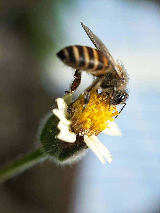 Honey Bee Get Food from Flower Stock Photo - Image of flower, honey ...