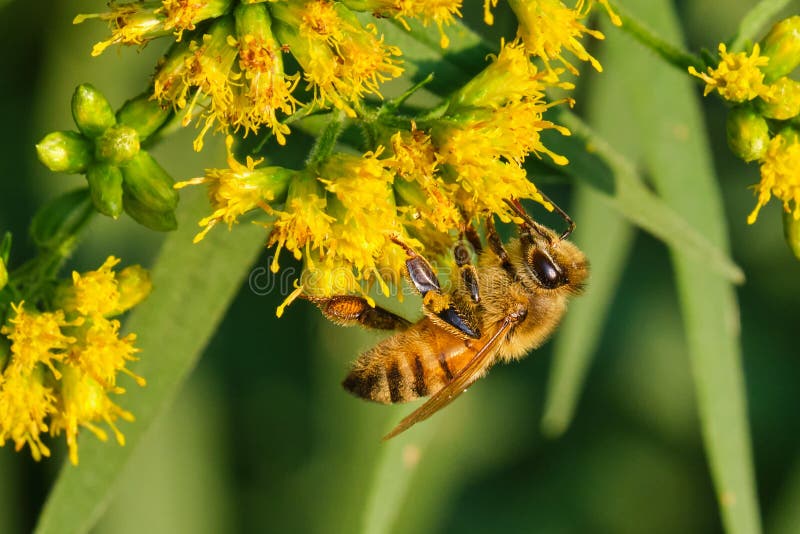 Honey Bee Hanging Upside Down Stock Image - Image of black, wing: 256048203