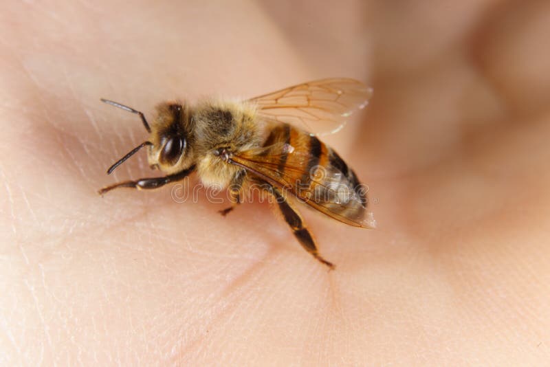 Bee on a hand stock image. Image of animal, honeybee - 239939181