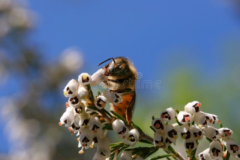 Honey bee on heather stock photo. Image of heather, honey - 218007376
