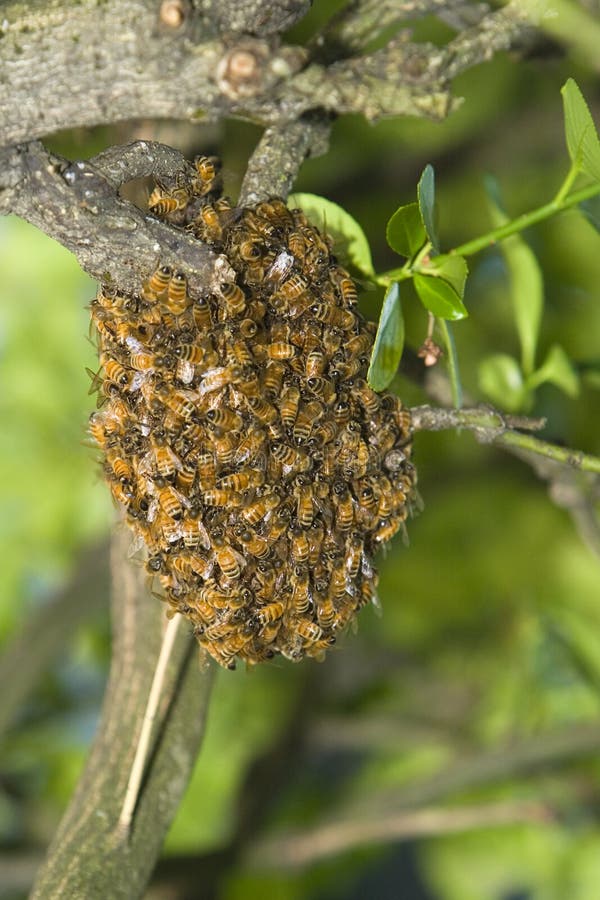 Bee Hive stock photo. Image of beehive, nest, tree, colony - 13399348