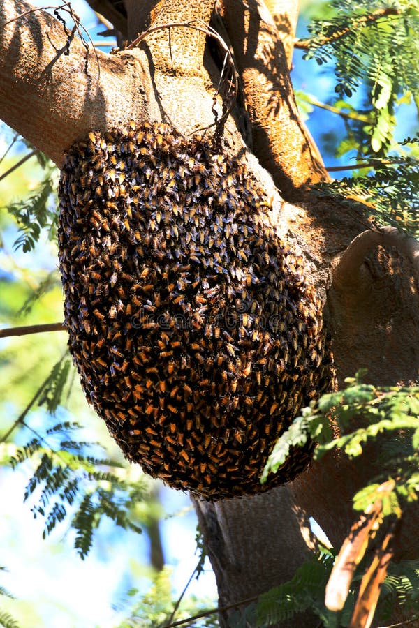 Honey Bee Hive stock image. Image of small, dangerous, apiary - 904213