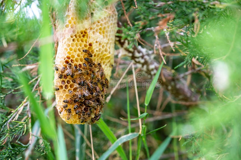 Honey Bee Hive Being Constructed on a Tree Branch in the Wild. Stock ... Honey Bee Hive Being Constructed on a Tree Branch in the Wild. Stock ...