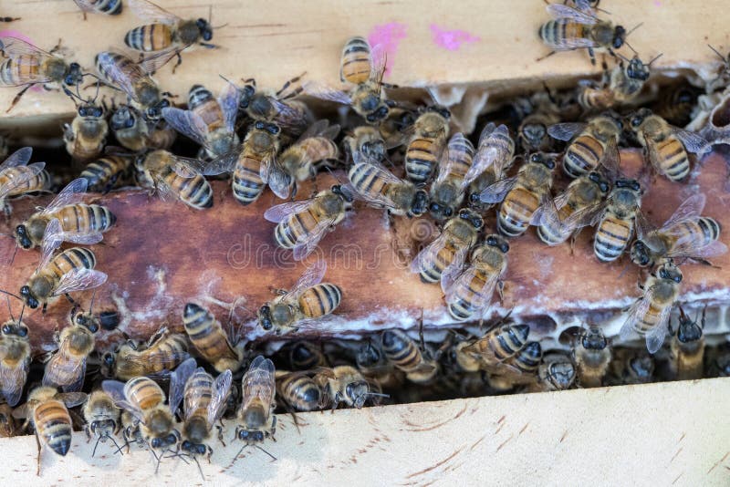 Honey Bee Hive stock photo. Image of worker, honey, food - 191854228