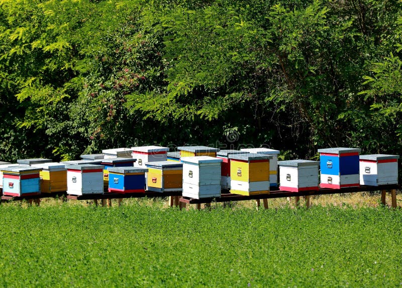 Bee Hives Next To A Pine Forest In Summer. Honey Beehives In The Meadow ...
