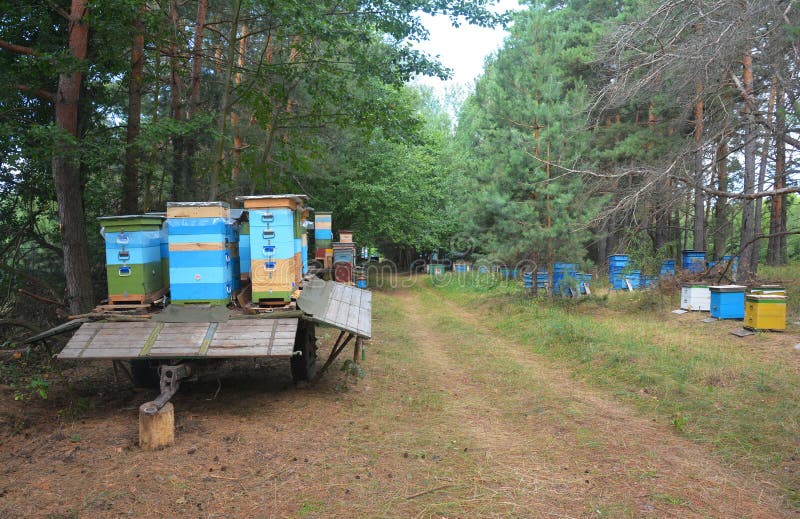 Honey Bee Hives on Trailer. Relocating Honey Bees in Forest Stock Photo ...