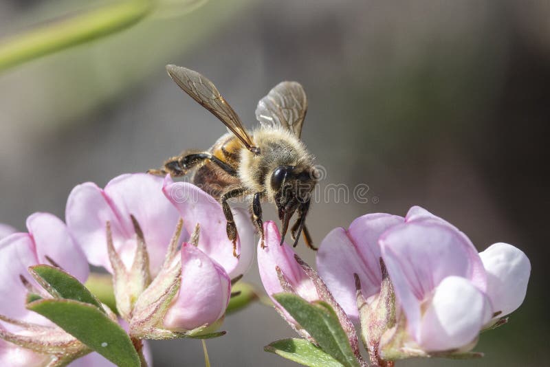 Honey Bee stock photo. Image of kangaroo, pollen, honey - 348382216