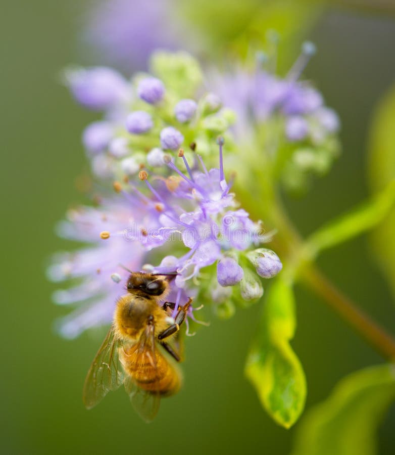 Honey bee hovering stock photo. Image of basil, flower - 100396196