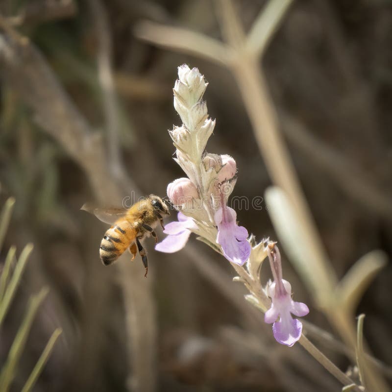 Honey bee hovering closeup stock image. Image of honey - 100396217