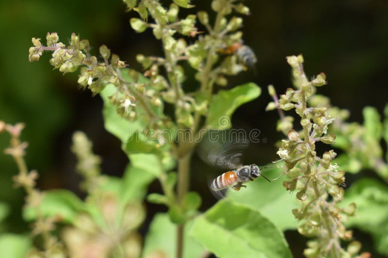 Honey bee hovering stock photo. Image of basil, flower - 100396196