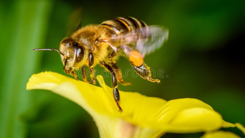 Honey Bee Hovering Over Flower Stock Image - Image of honey, flower ...