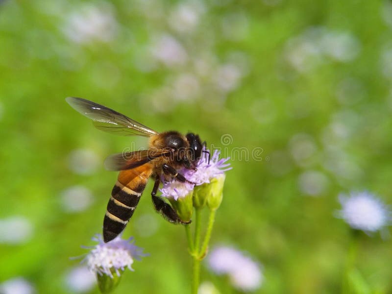 Honey Bee Hunting for Nectar on Small Grass Flower Stock Image - Image ...
