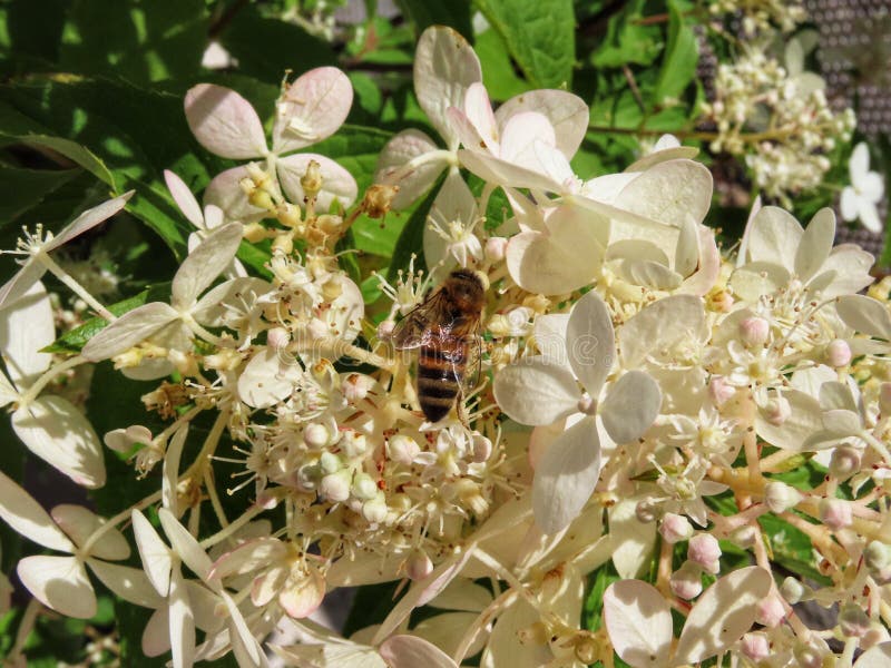 Honey bee in hydrangea stock image. Image of park, blur - 190604207