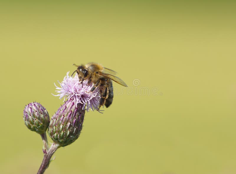 Honey bee insect macro stock photo. Image of animal, closeup - 85541598