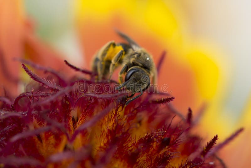 Honey Bee, Insect, Bee, Macro Photography Picture. Image: 108039718