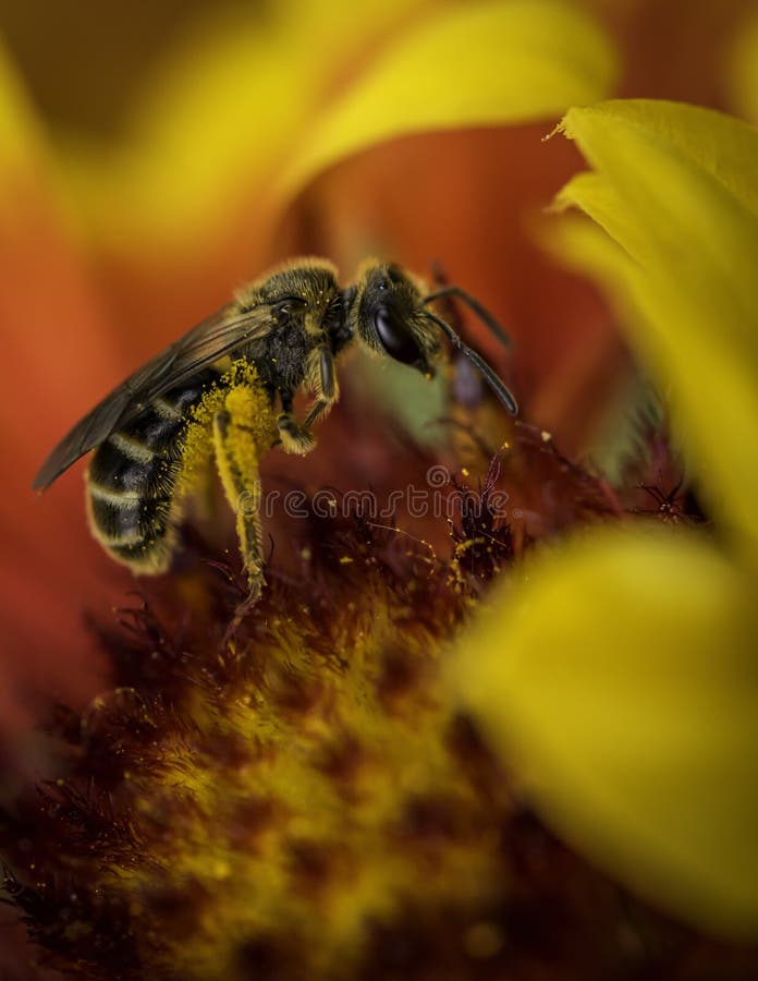 Honey Bee, Bee, Insect, Macro Photography Stock Image - Image of wasp ...