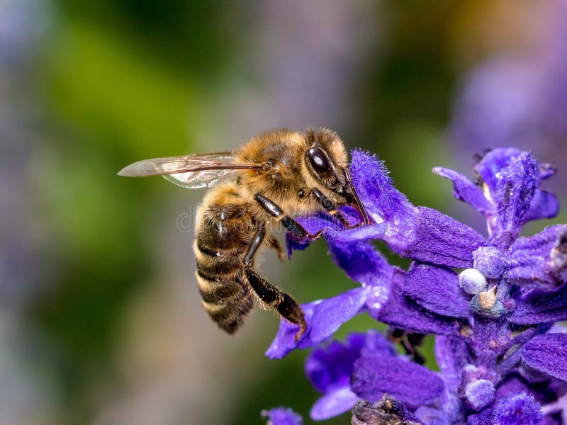 Honey Bee, Bee, Insect, Nectar Picture. Image: 109829947