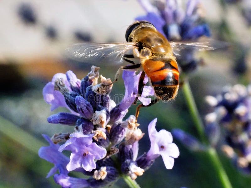Honey Bee, Bee, Insect, Nectar Picture. Image: 116175604