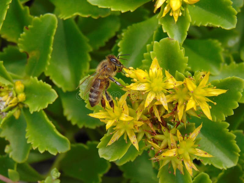 Honey Bee, Bee, Insect, Nectar Picture. Image: 136080692
