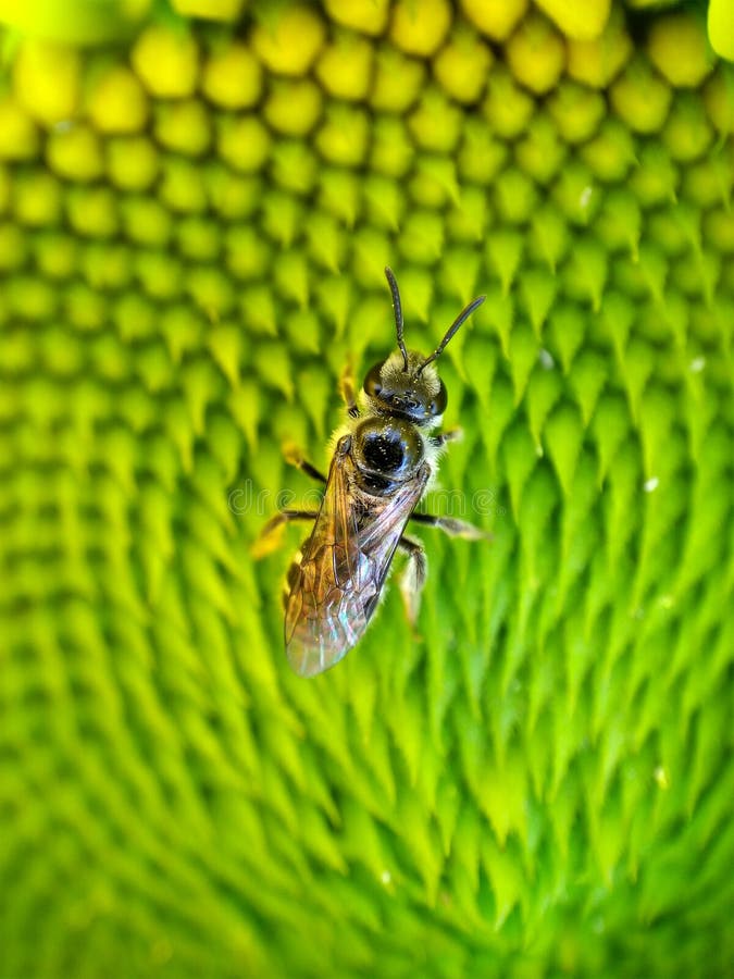 Insect Sun, on Sunflower Seeds Stock Image - Image of insect, original ...
