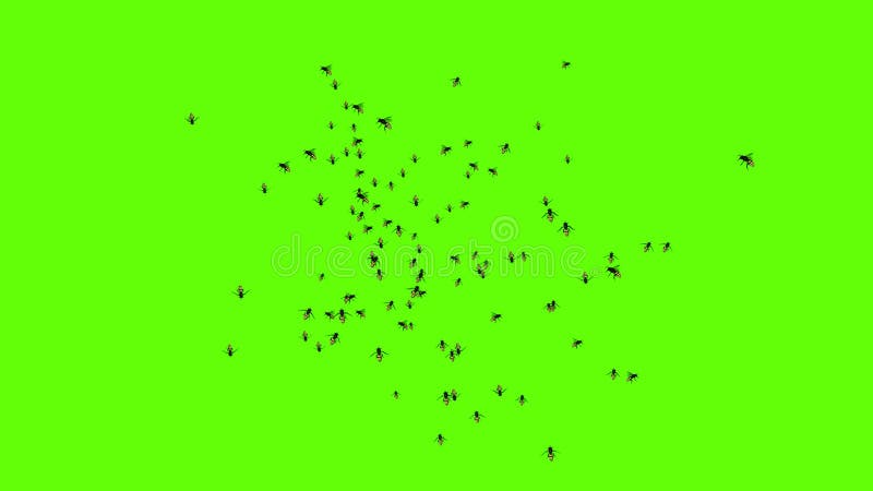 Honey Bee Flying on Green Screen Stock Footage - Video of flower ...