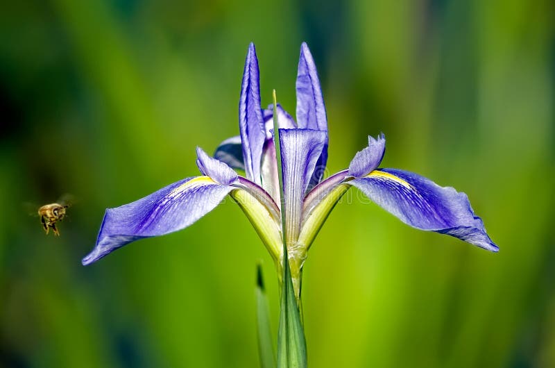 Honey Bee and Iris stock photo. Image of leaf, nature - 88942468