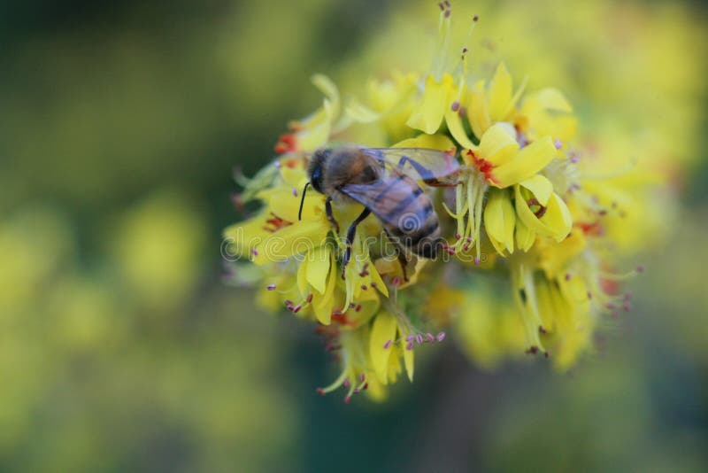 Honey Bee Landing on Yellow Flowers Stock Image - Image of yellow ...